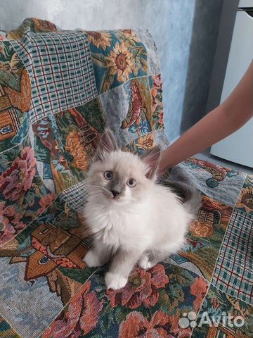 Котёнок породы Невский-Маскарадный