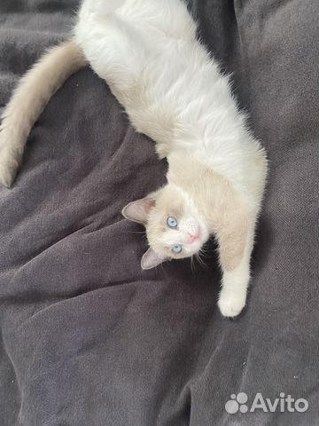 Кот 5 месяцев Масик