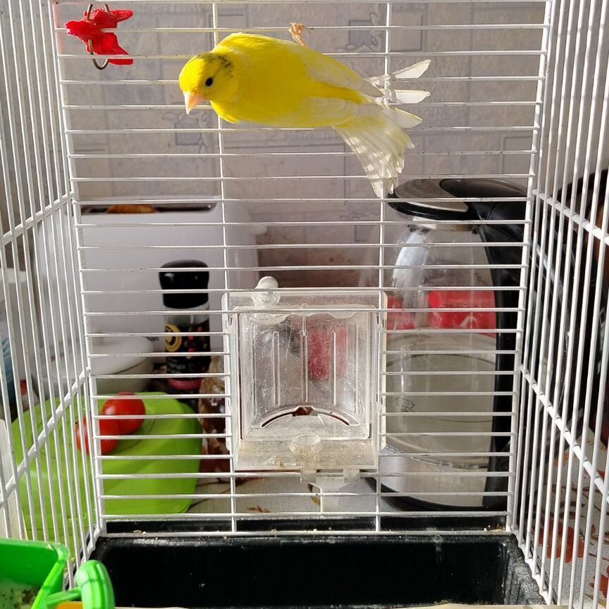 Канарейка самка москва