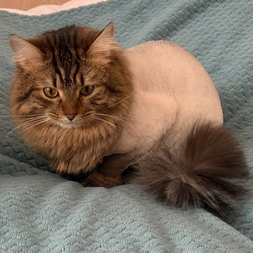 Сибирский, взрослый кот