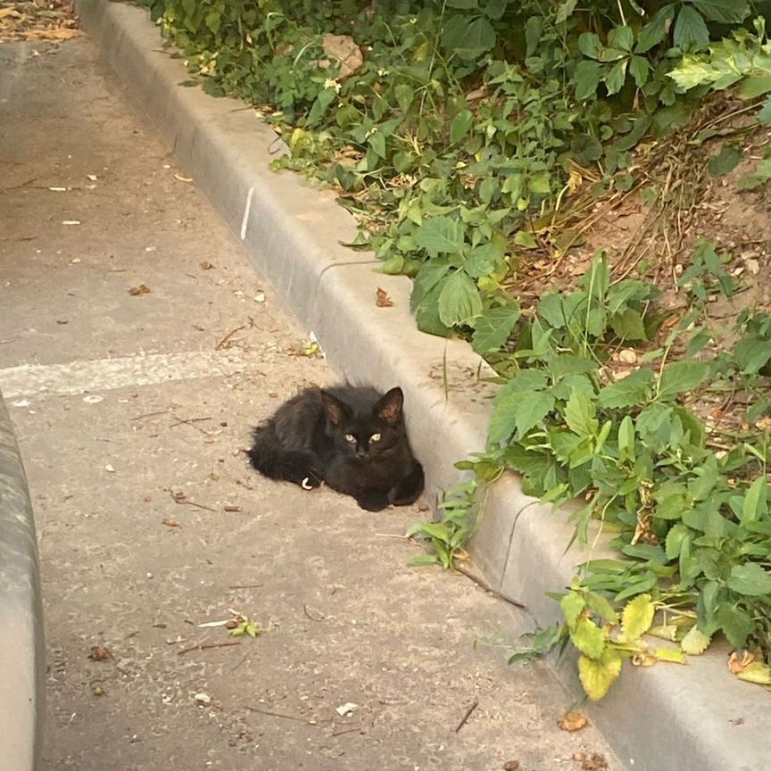 Котёнок 5 мес, спасён с улицы, нужен дом