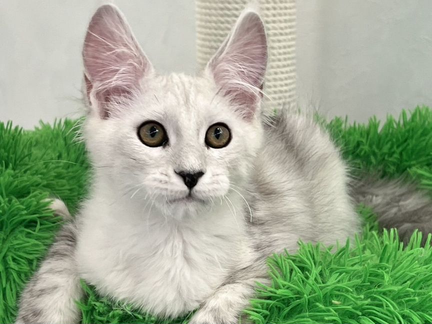 Мейнкун котенок (котик), окрас ns 11