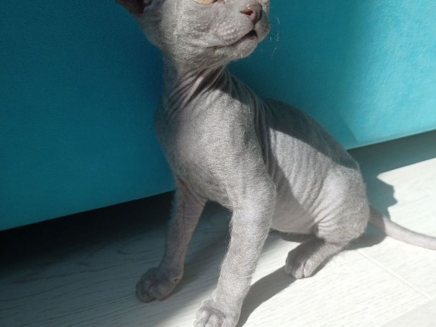 Котенок сфинкс донской