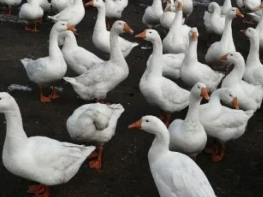 Куры молодки