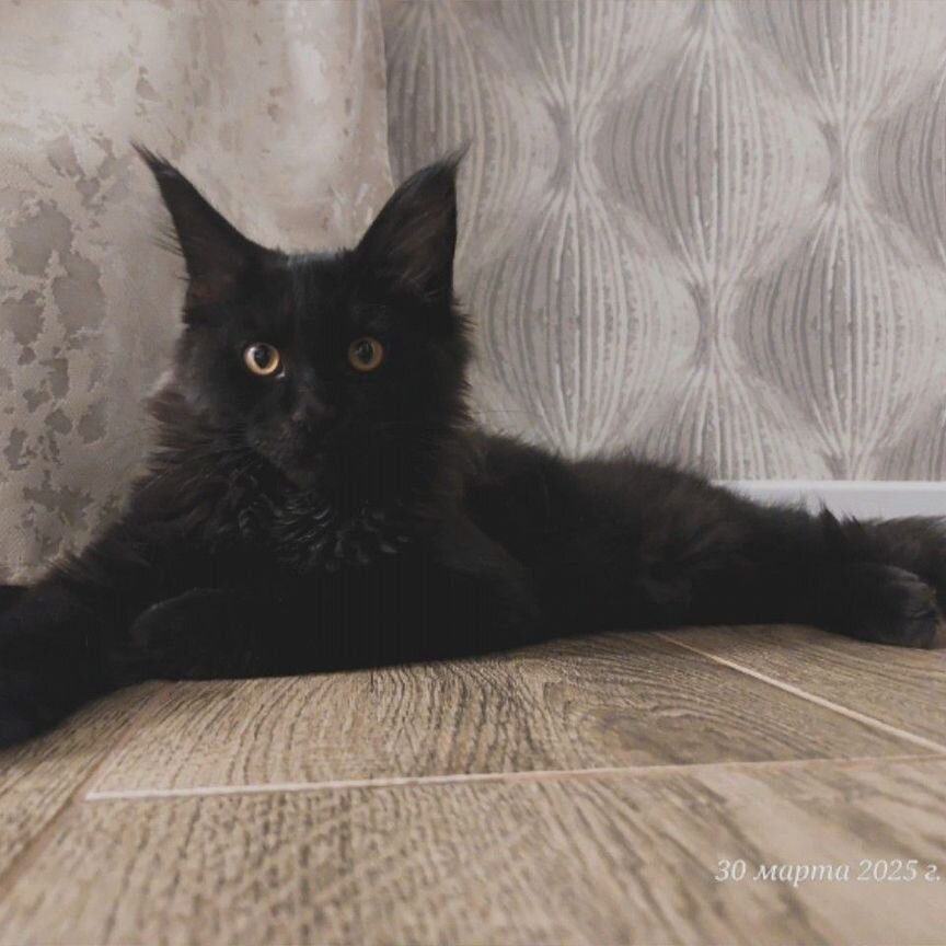 Кошечки Мэйкуна за символическую плату