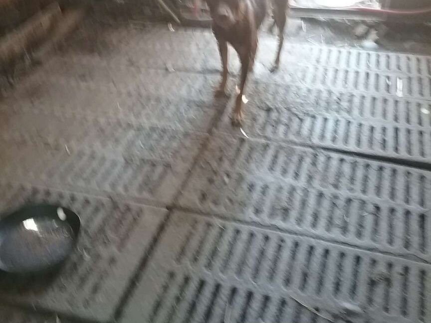 Продаю щенков породы келпи от рабочих родителей