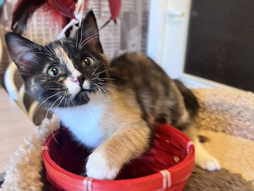Котенок Бусинка ждет свою семью