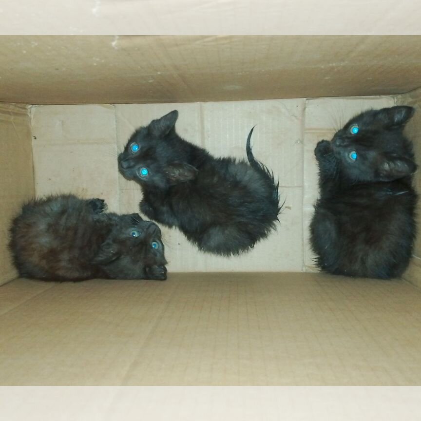 Котята