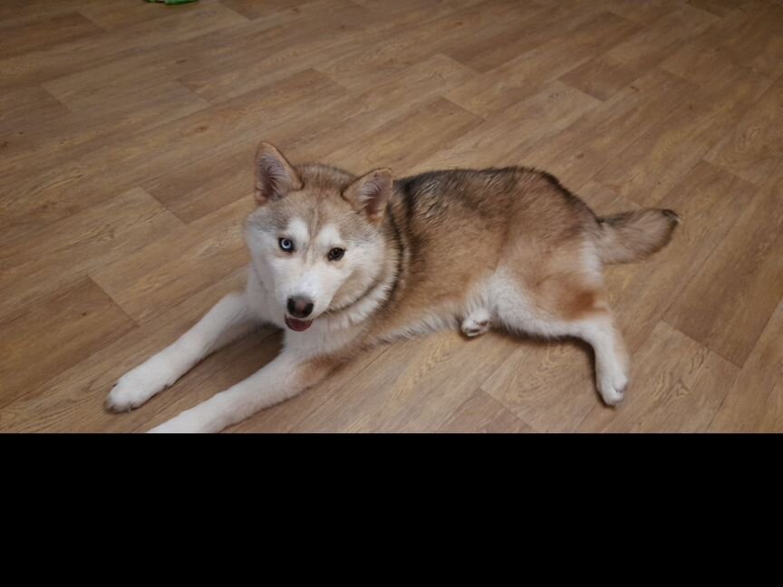 Собака породы хаски в добрые руки
