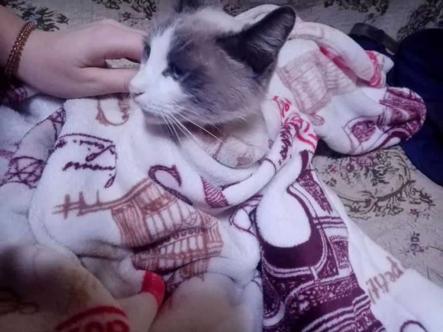 Тайская кошка