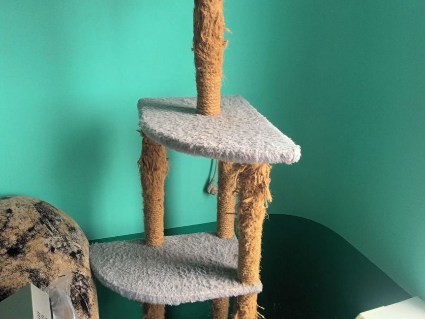 Когтеточка высокая