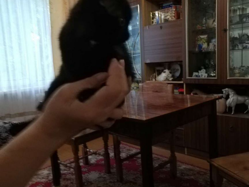 Котята