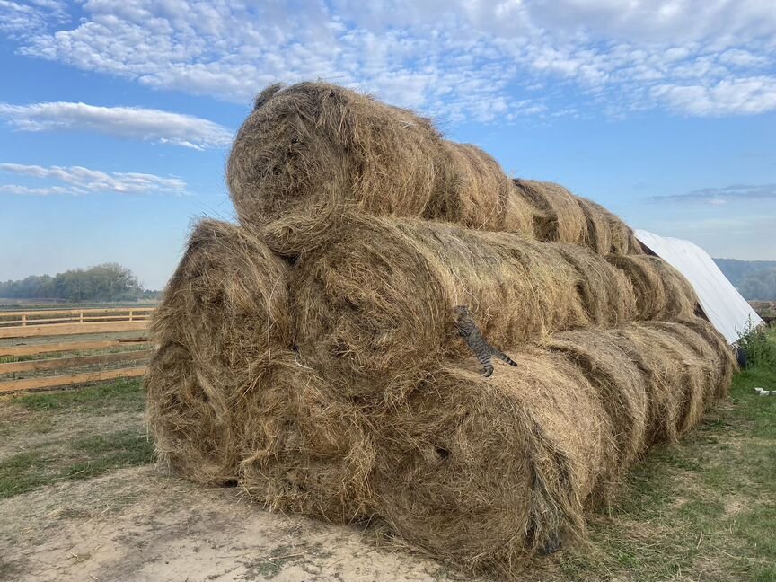 Сено в рулонах