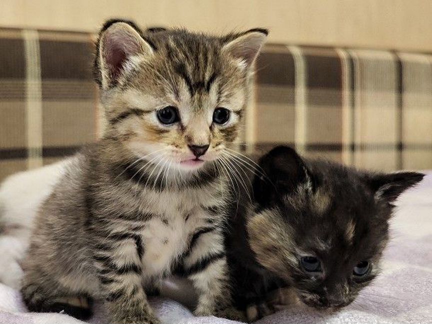 Котенок