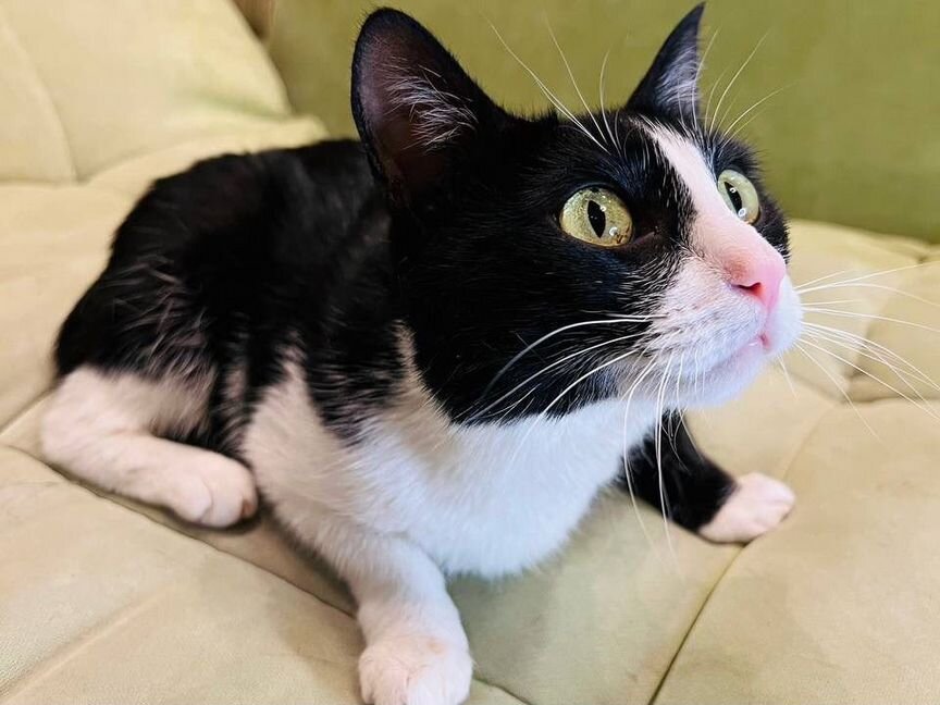 Кошка подросток Котенок Луми