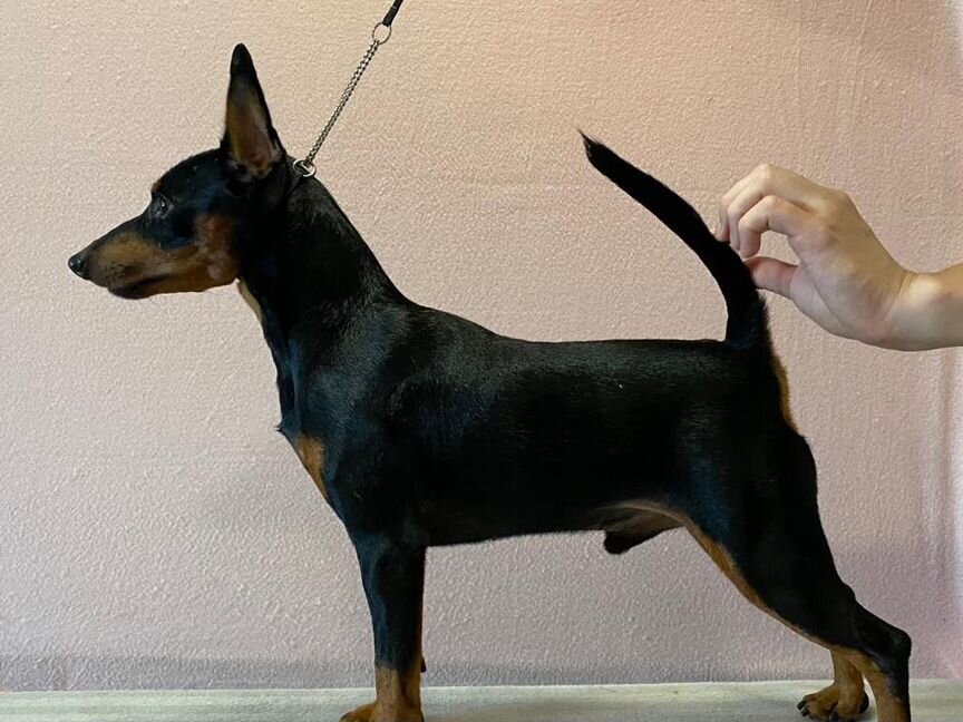 Цвергпинчер мальчик