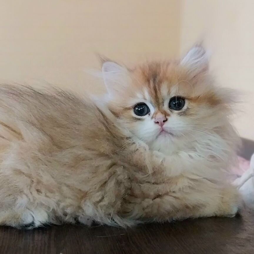 Золотой мальчик