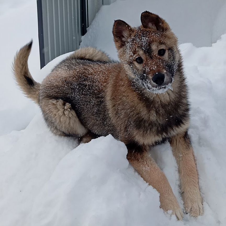 Лайка, щенок