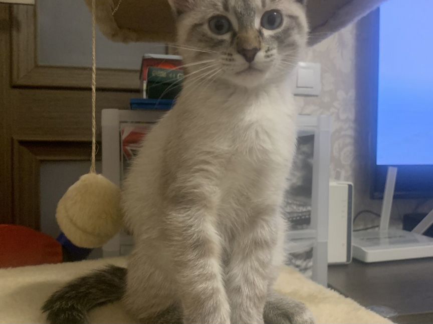 Тайский котенок