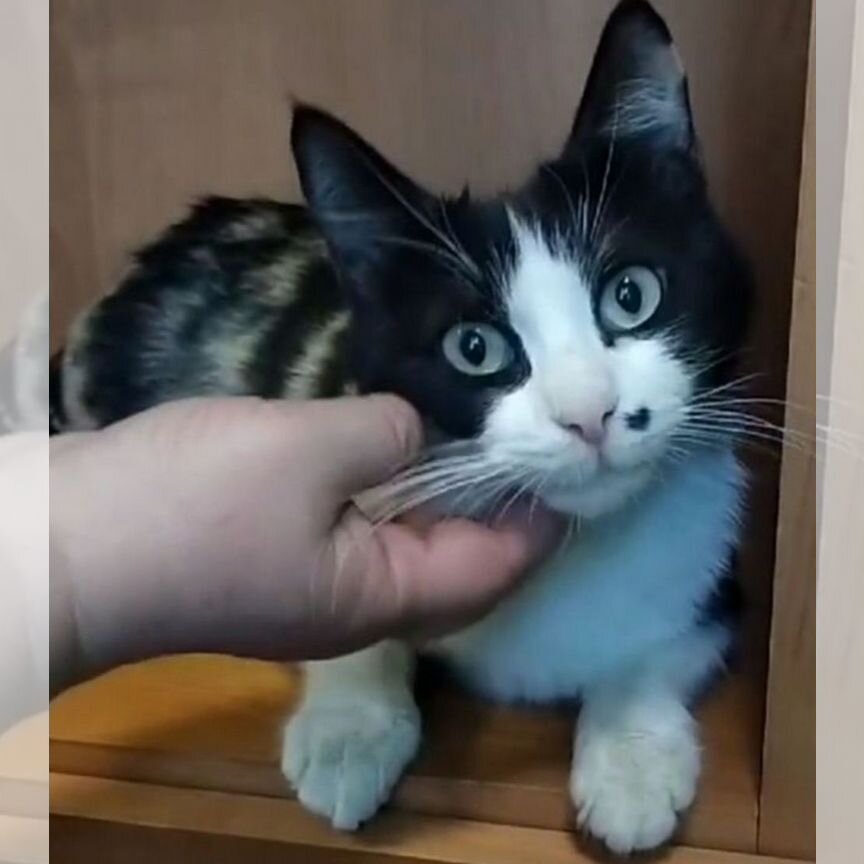 Кошка Мушка. Сплошное очарование