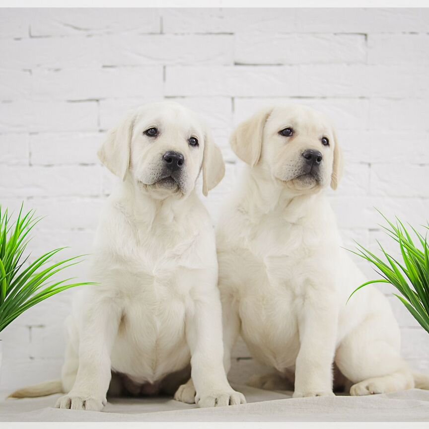 Лабрадор-ретривер, щенок