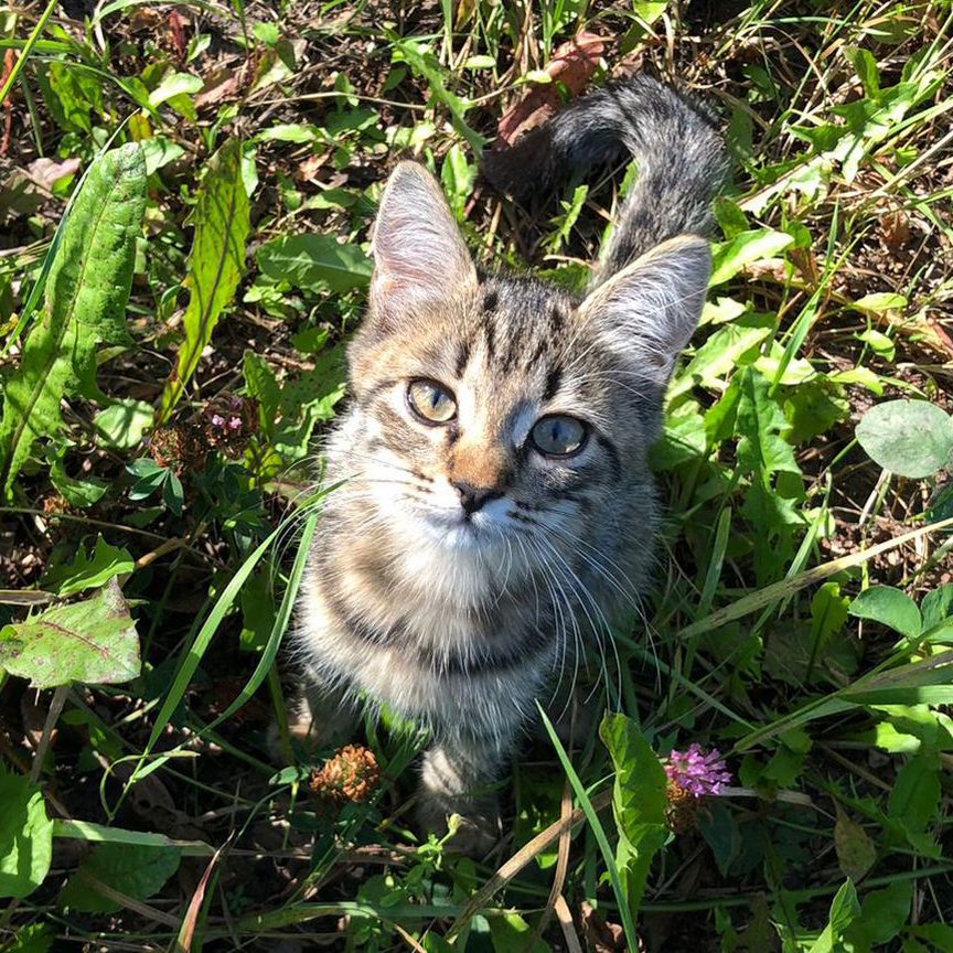 Котенок в добрые руки