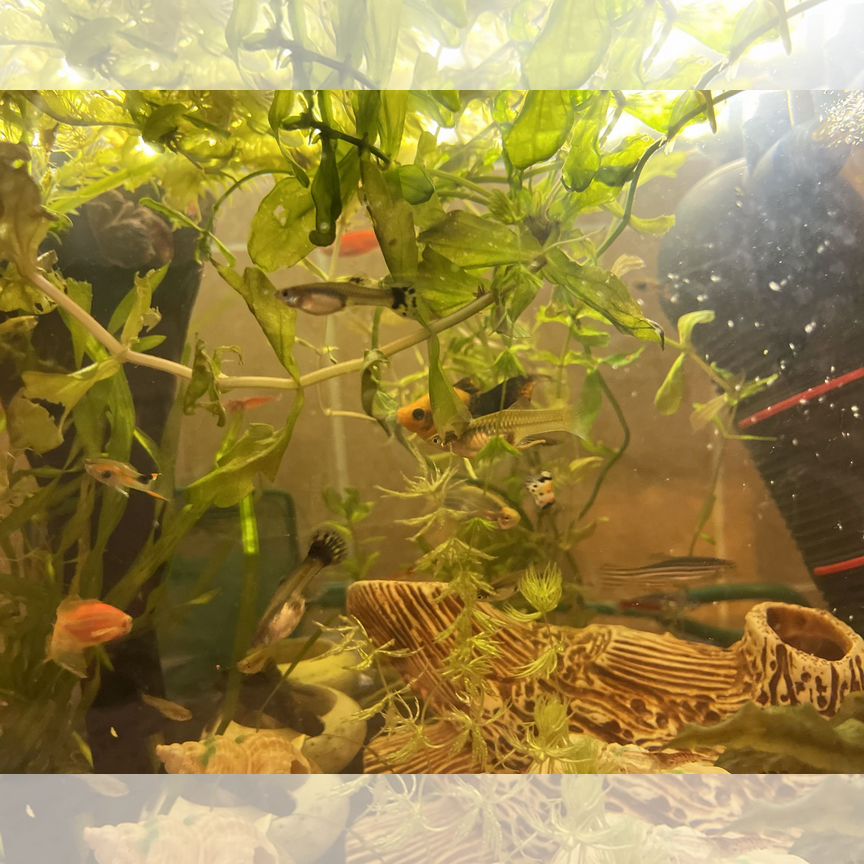 Аквариумные рыбки гуппи