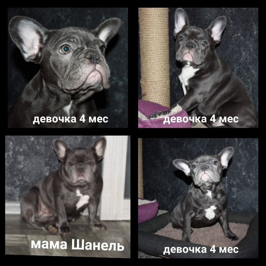 Шикарная девочка француза