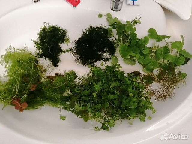 Неприхотливые аквариумные растения