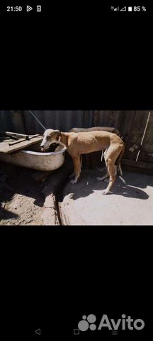 Борзые собаки