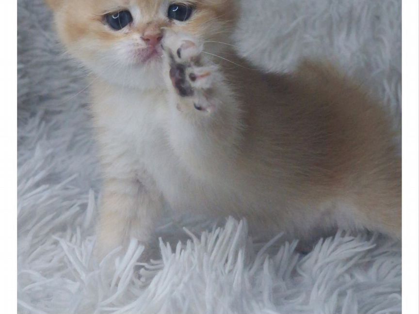 Британская девочка, золотая шиншилла