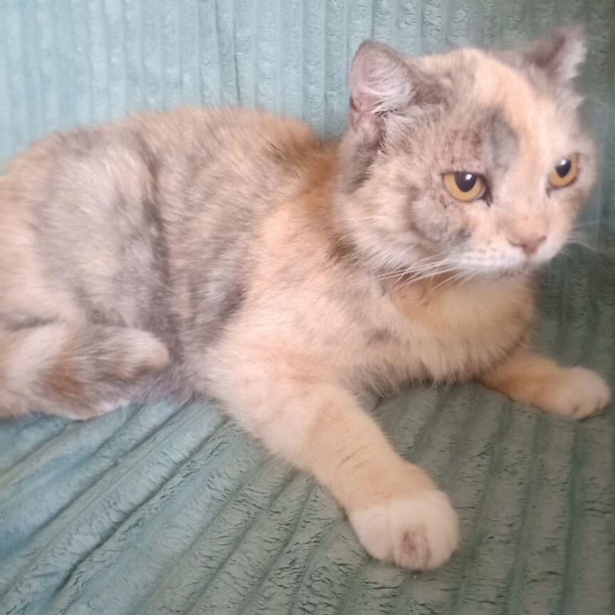 Кошка на передержку