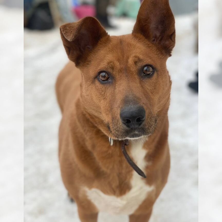 Собака в добрые руки