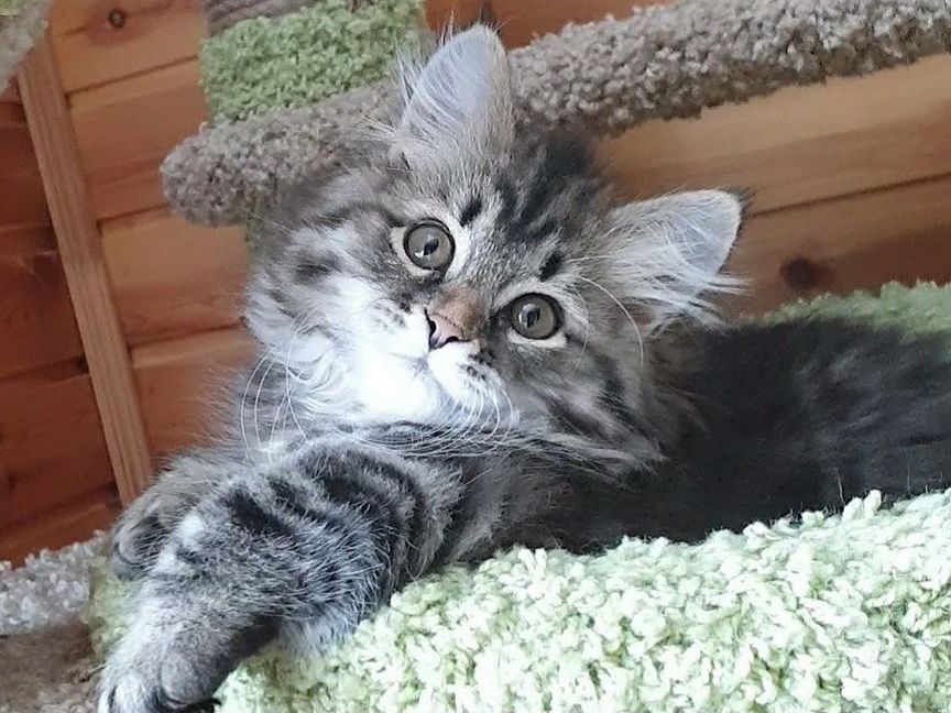 Великолепная девочка сибирской породы