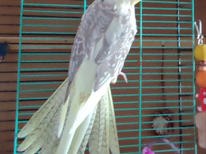 Попугай корелла девочка