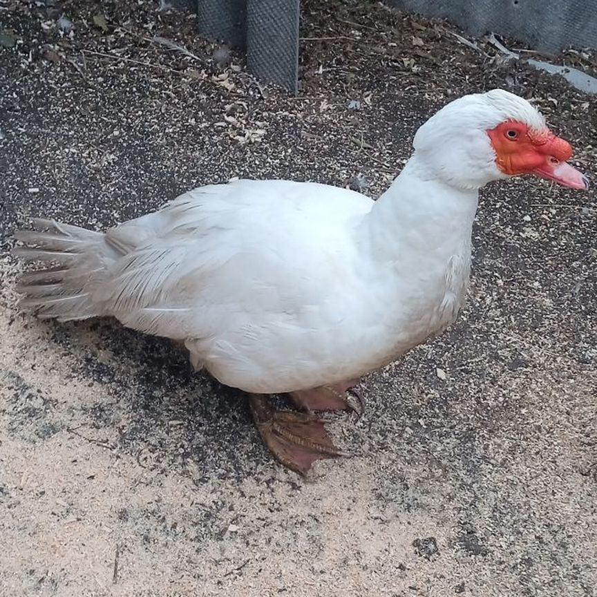 Индоутки белые