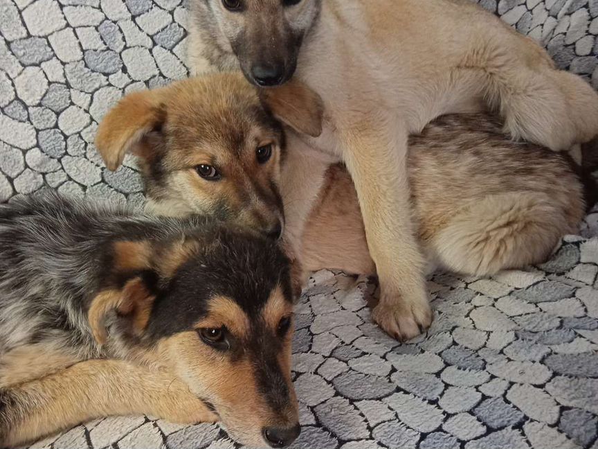 Щенки и их мамка в добрые и любящие сердца