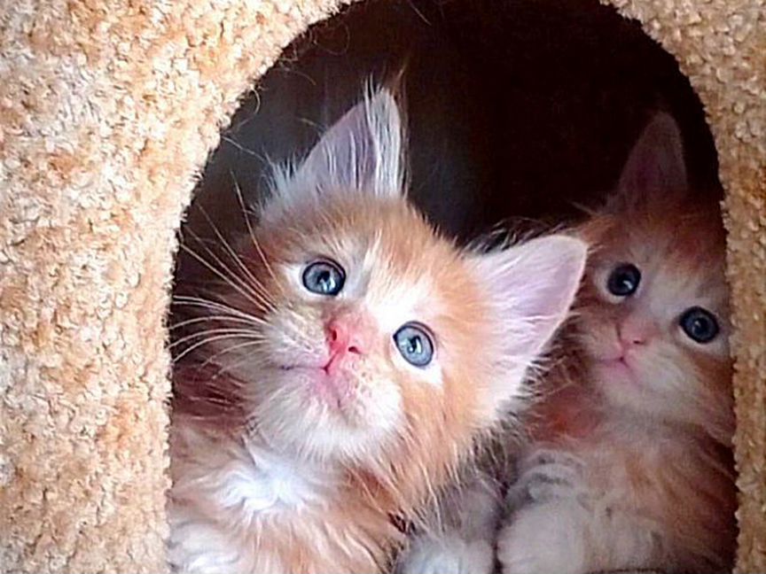Котята мейн-кун