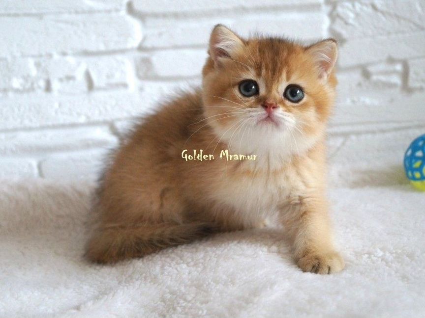 Золотые Шиншиллы кошечки и котики