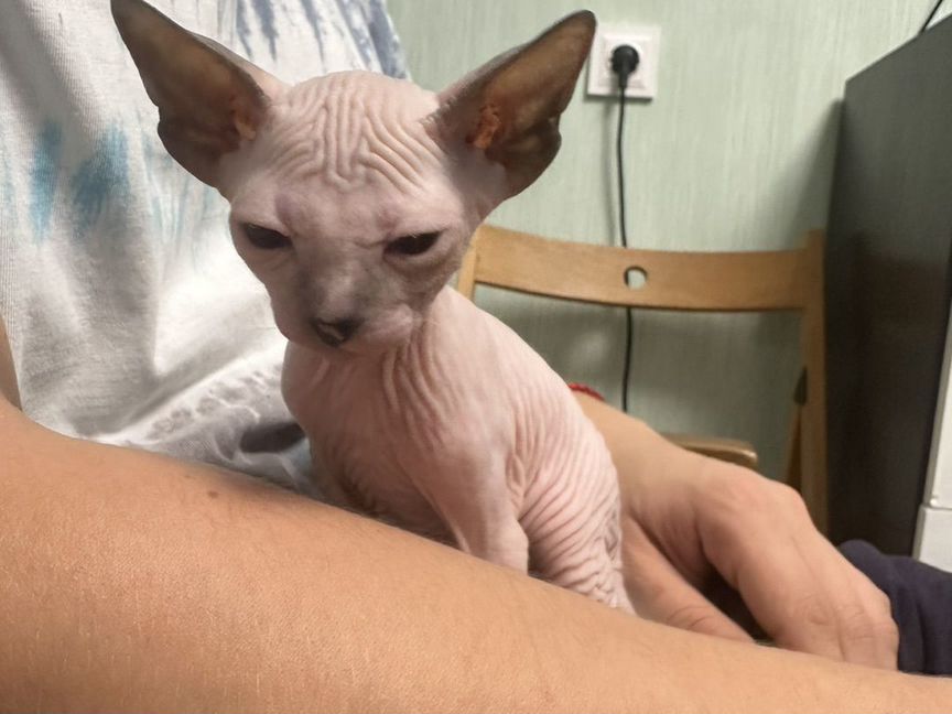 Донской сфинкс котята