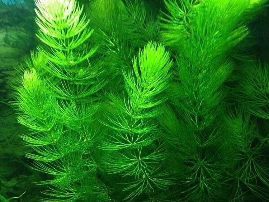 Водоросли для аквариума