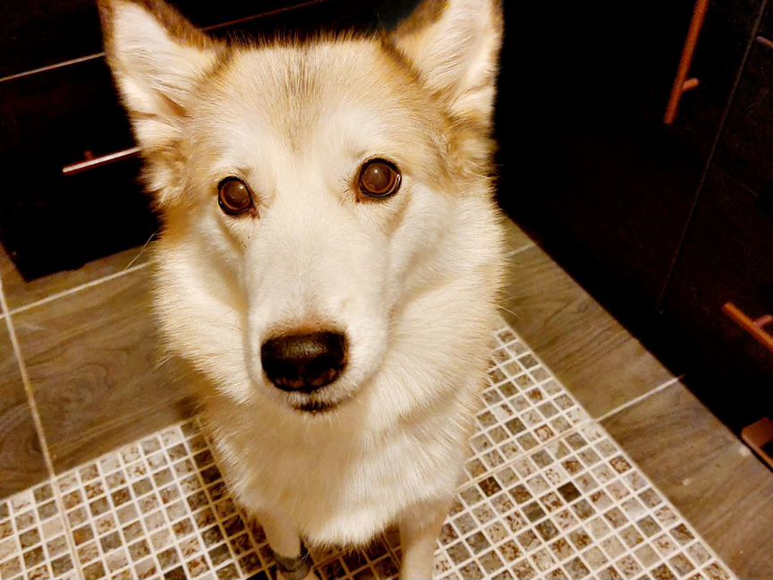 Отдам в добрые руки собаку,лайка,хаски