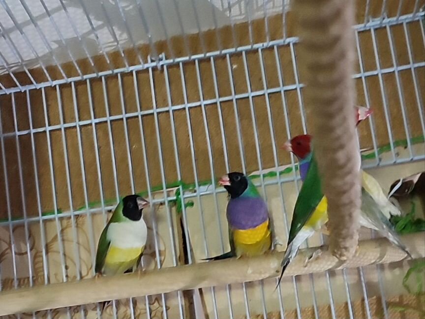 Амадины гульда