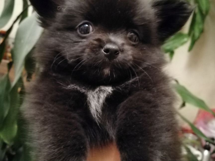 Нора или Рона - вот в чем вопрос