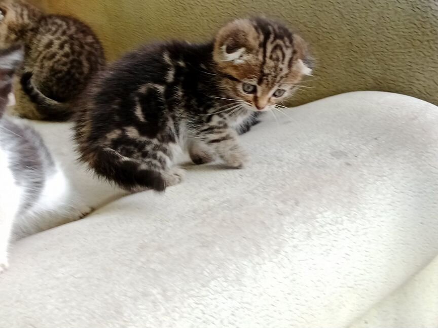 Шотландская вислоухая