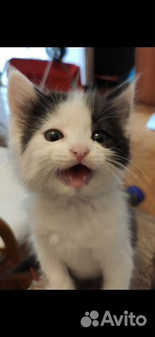 Котенок со счастливой историей