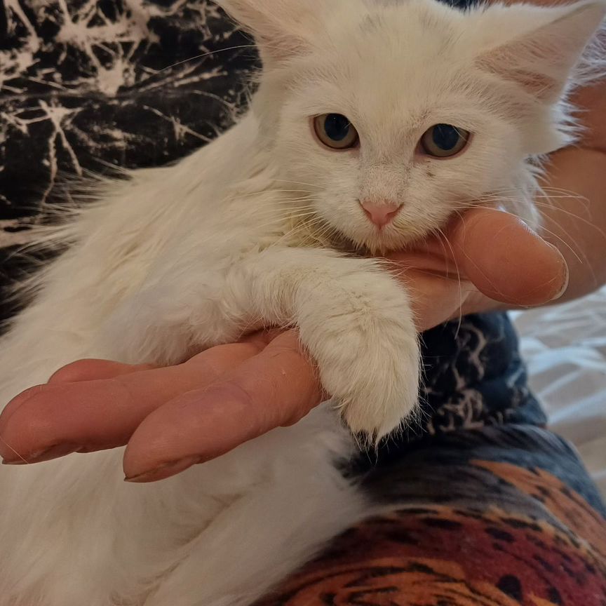 Нежная девчушка 3 мес