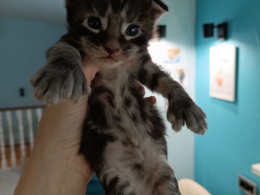 Котенок Мейн Кун полидакт