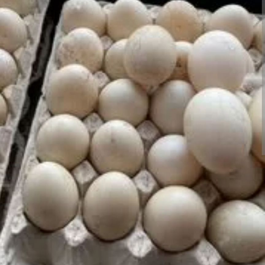 Яйца мускусной утки