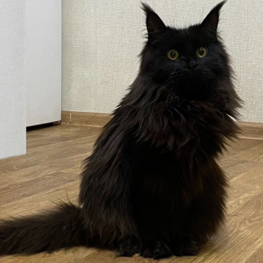 Мейн-кун, взрослая кошка